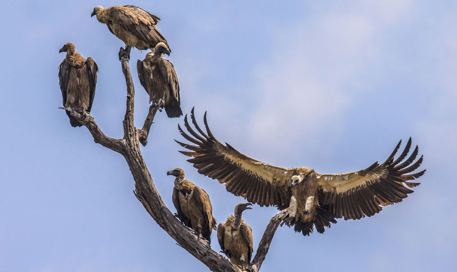 Lešinari najugroženiji - EKOVIZIJA